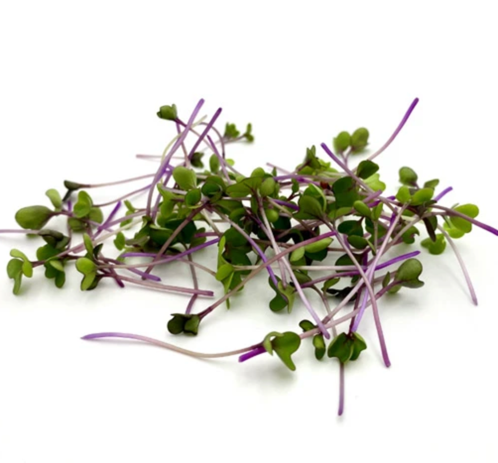 Purple Kohlrabi Microgreens Seeds – Dr. Mallick's LushGro