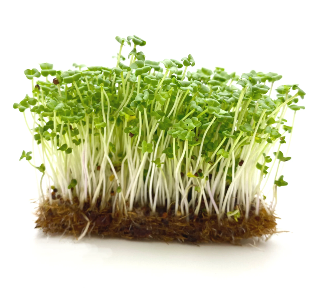 Wasabi Mustard Microgreens Seeds – Dr. Mallick's LushGro