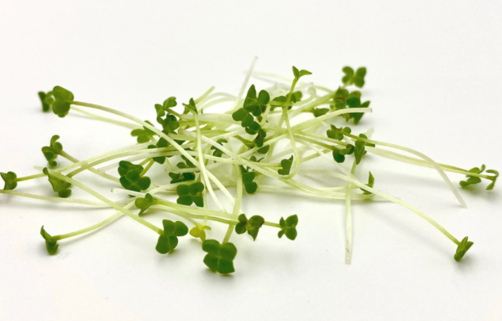 Wasabi Mustard Microgreens Seeds – Dr. Mallick's LushGro