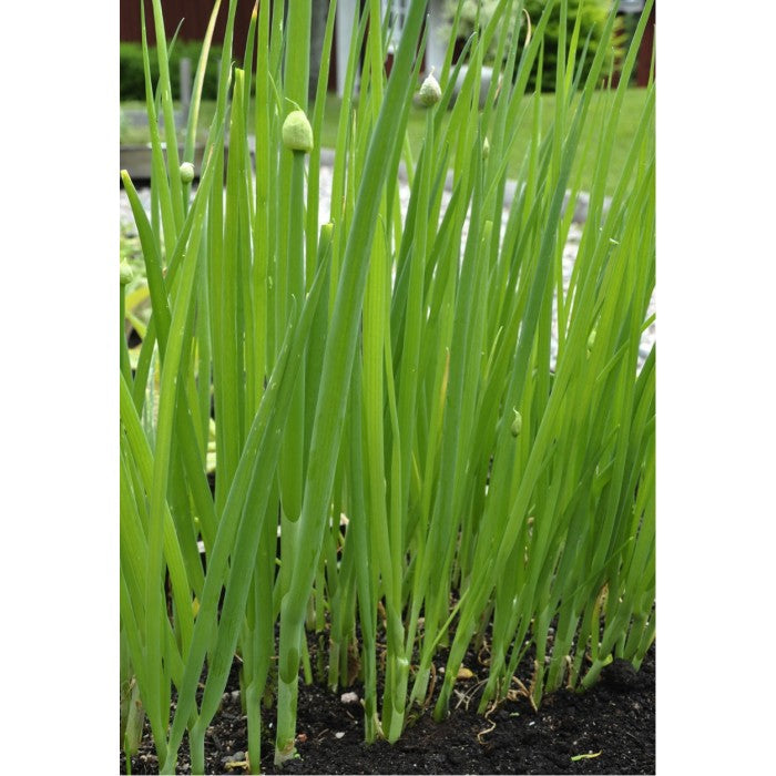 Allium Fistulosum Growing