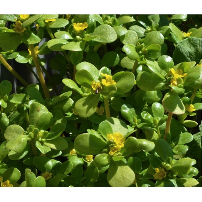 Purslane (Portulaca oleracea L.) Herb, 2000-2300 Seeds – Dr. Mallick's ...